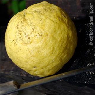 Caribbean Lemons & Other Exotic Citrus Fruits » Coffee & Vanilla