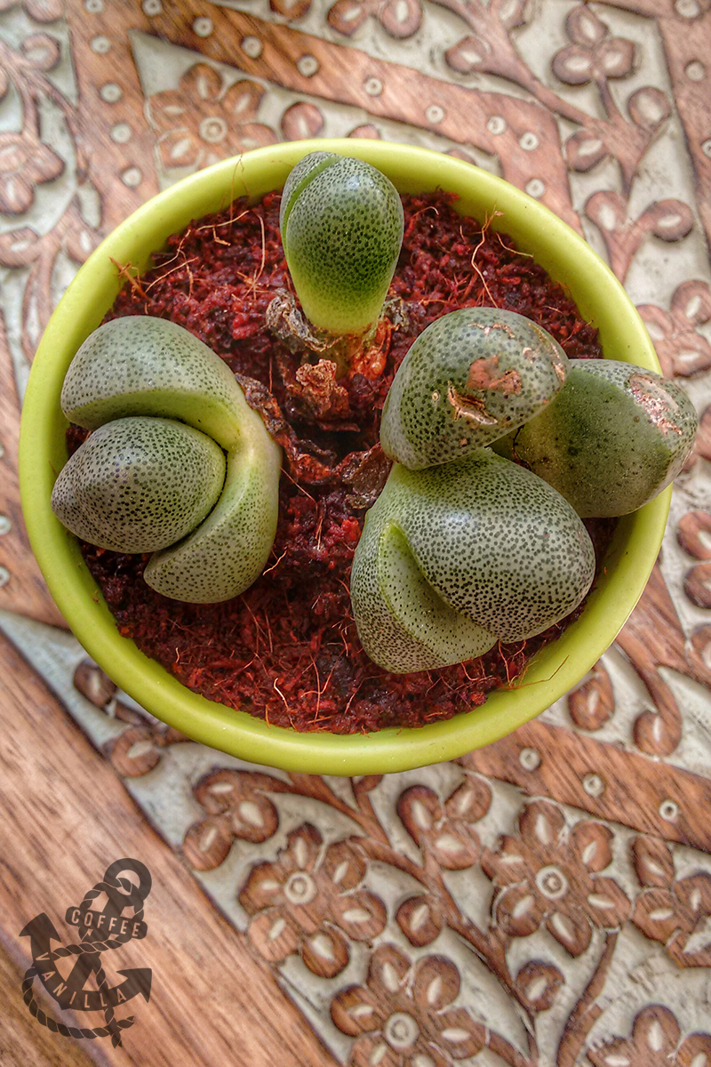 My Latest Obsession - Succulents & Cacti (Gallery with Names) » Coffee ...