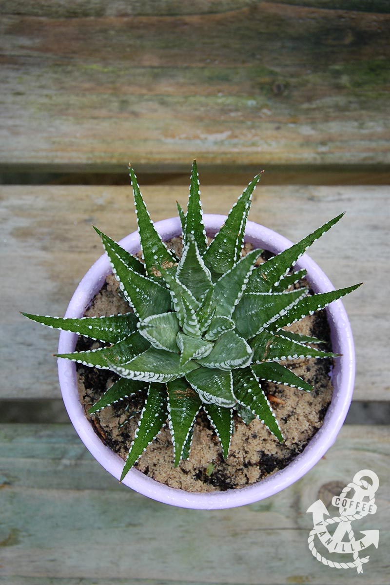 My Latest Obsession - Succulents & Cacti (Gallery with Names) » Coffee ...