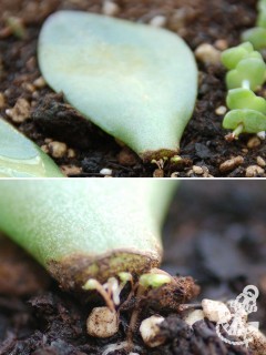 Propagating Succulents from Leaves and Cuttings » Coffee & Vanilla