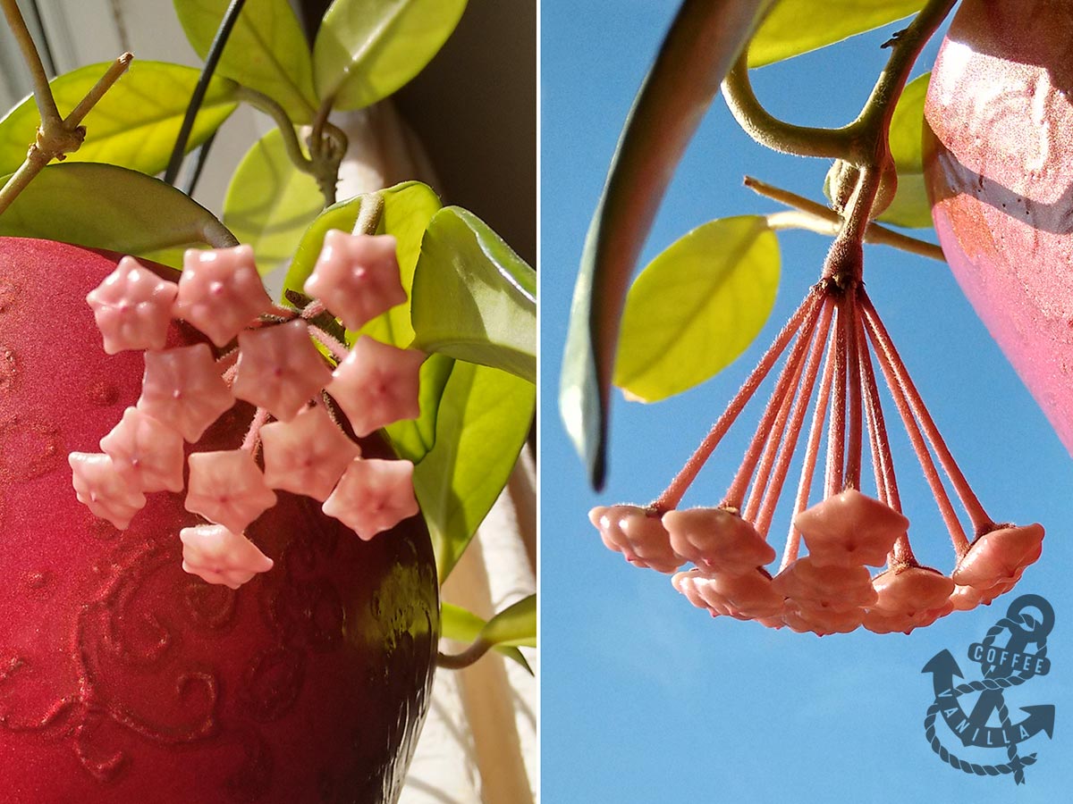 Hoya Carnosa & Other Wax Plants » Coffee & Vanilla