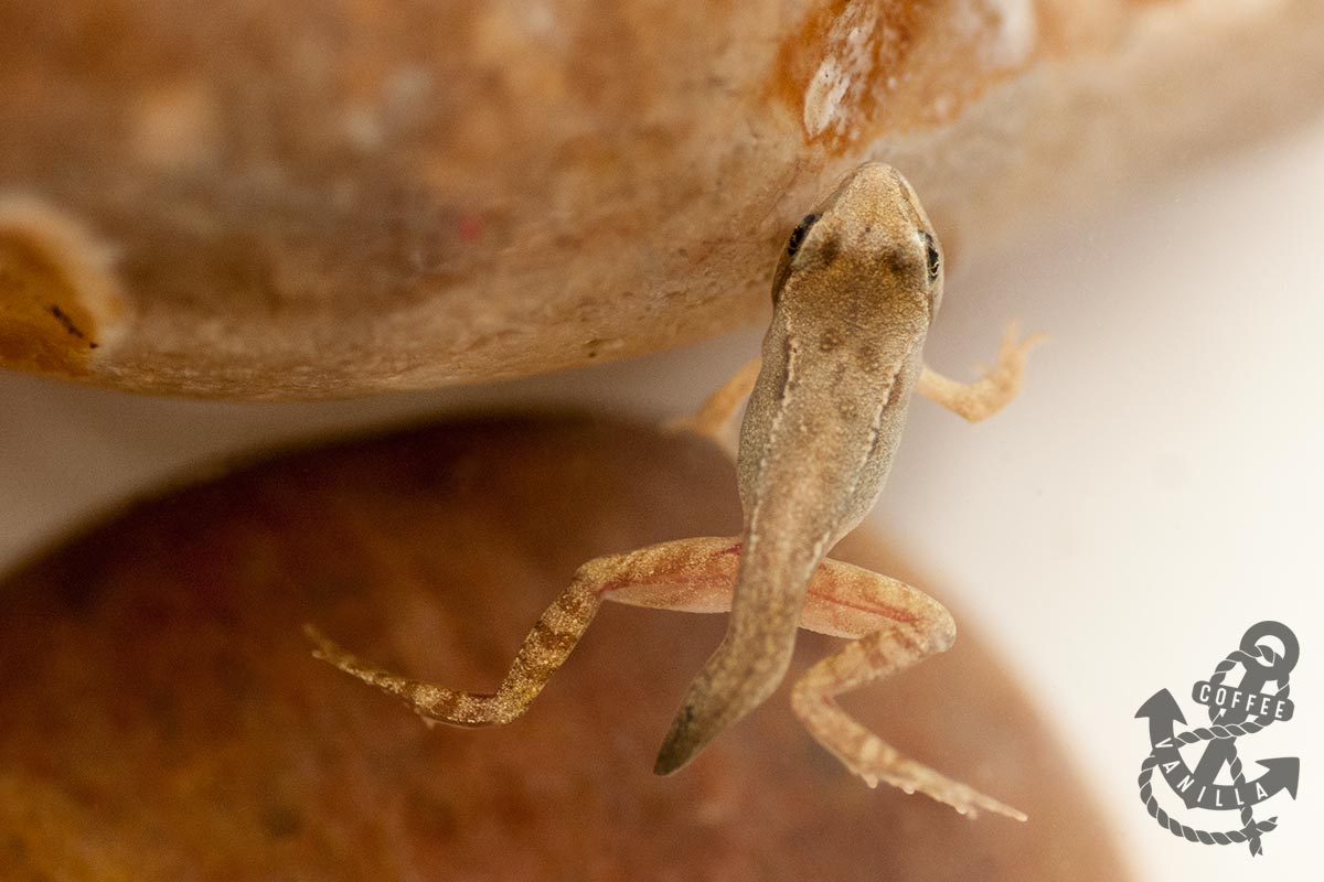 From Tadpoles to Baby Frogs - Project Froglets » Coffee & Vanilla