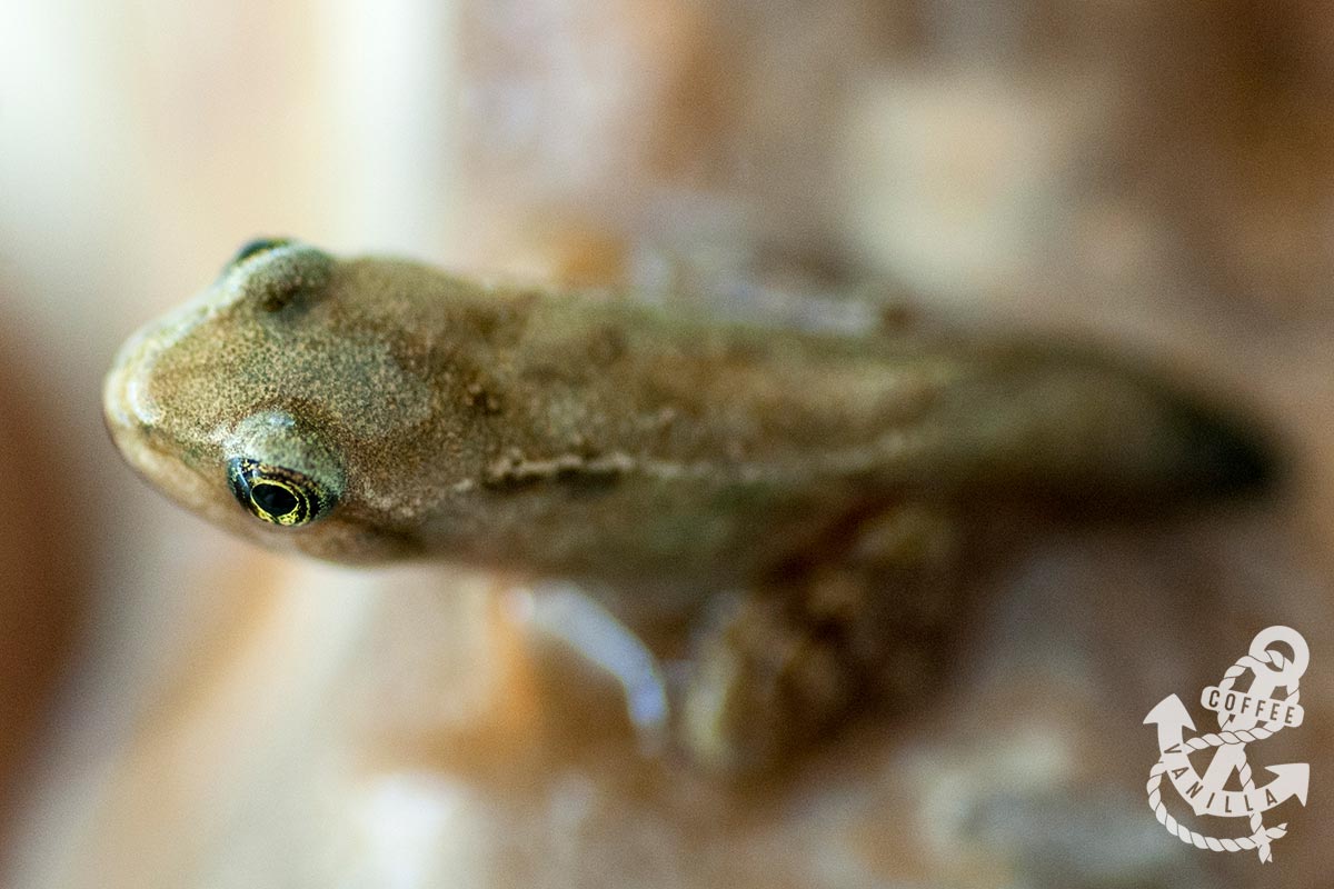 From Tadpoles to Baby Frogs - Project Froglets » Coffee & Vanilla