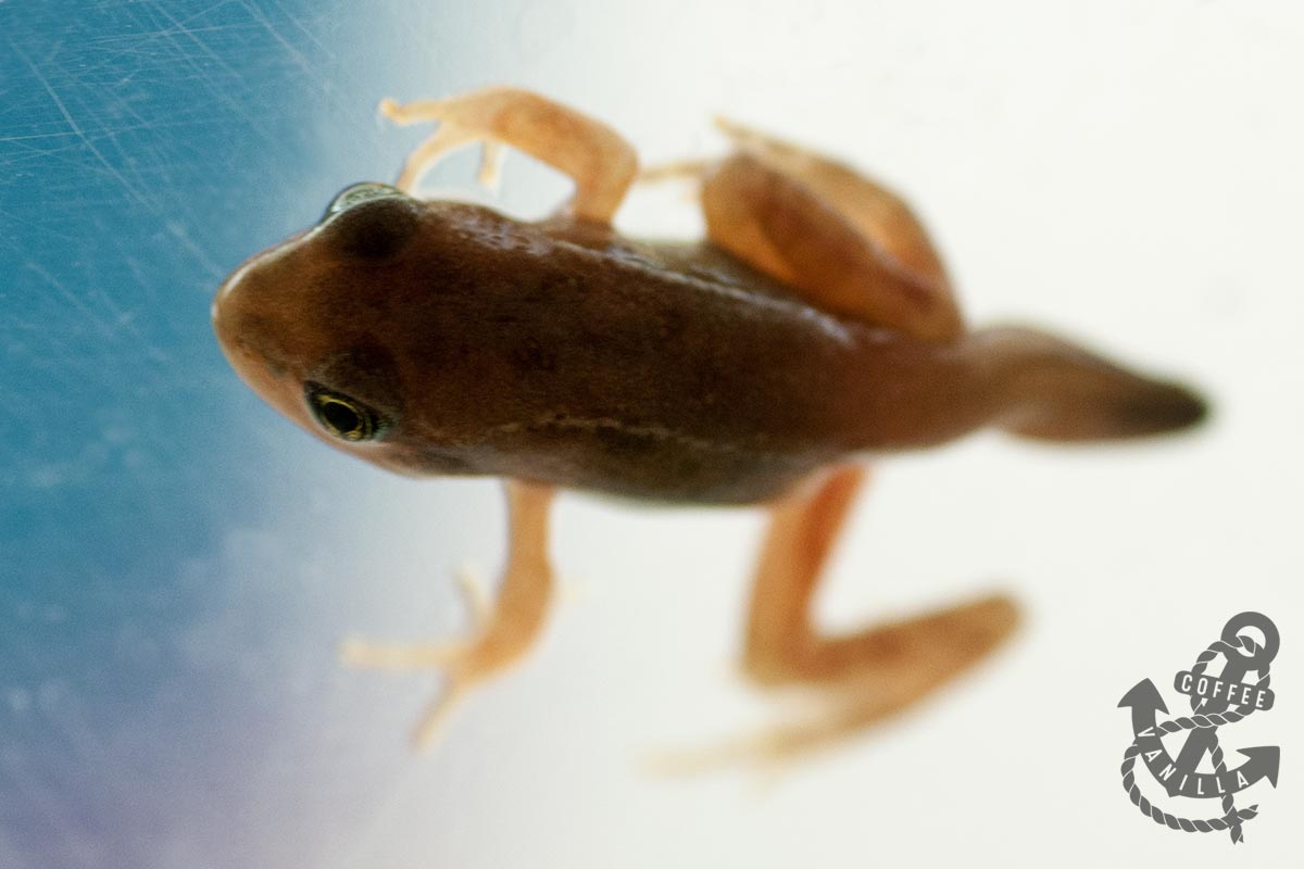 From Tadpoles to Baby Frogs - Project Froglets » Coffee & Vanilla