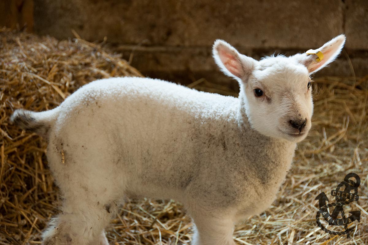 Visiting Middle Farm - Family Day Out Idea » Coffee & Vanilla