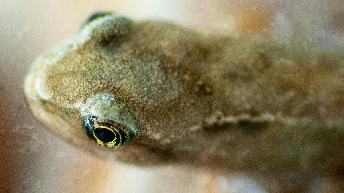 From Tadpoles to Baby Frogs - Project Froglets » Coffee & Vanilla