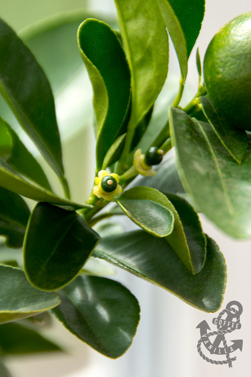 Calamondin Orange Tree / Citrofortunella Microcarpa / Citrofortunella ...